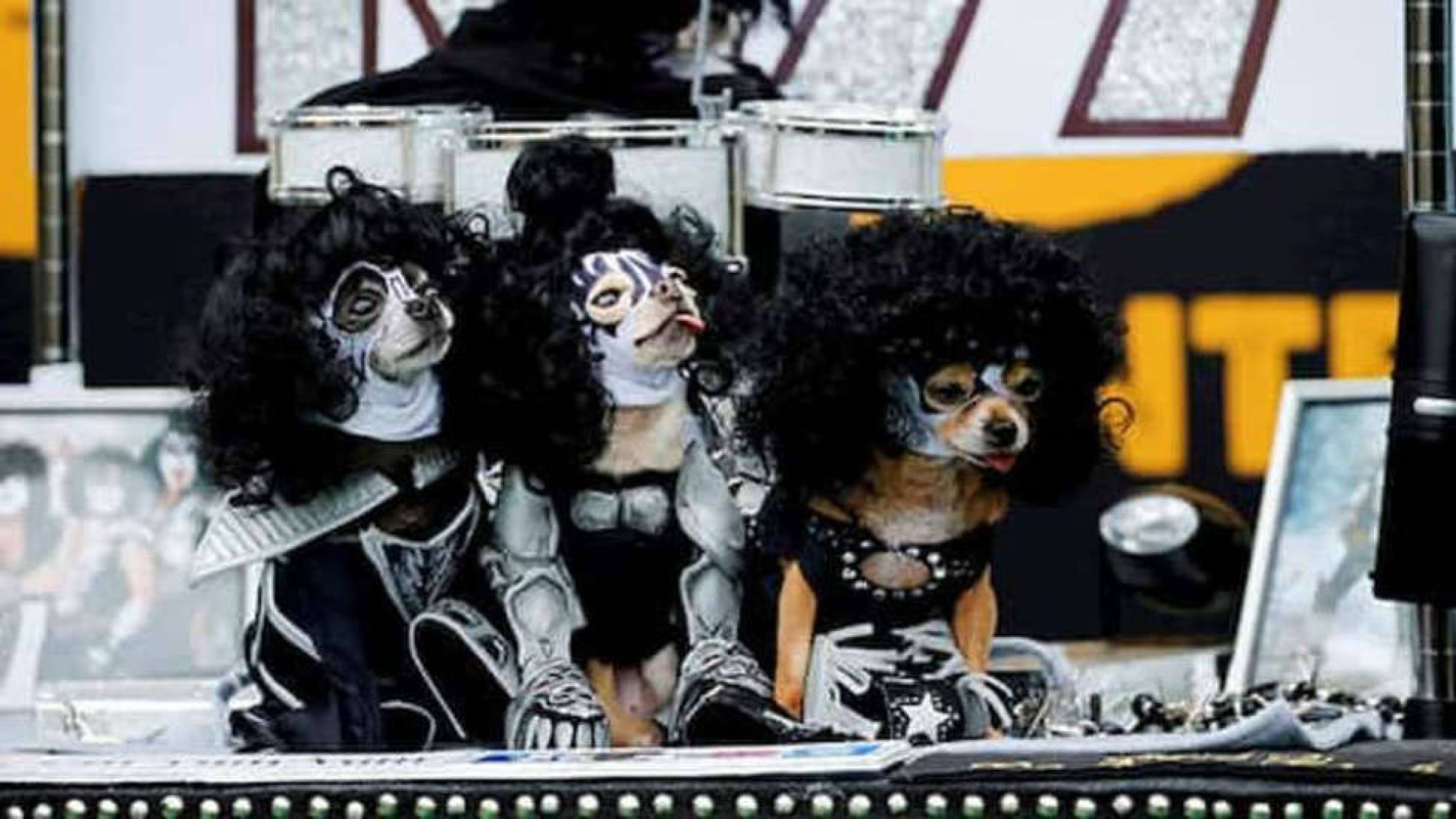 Cinco temas de Rock inspirados en perros