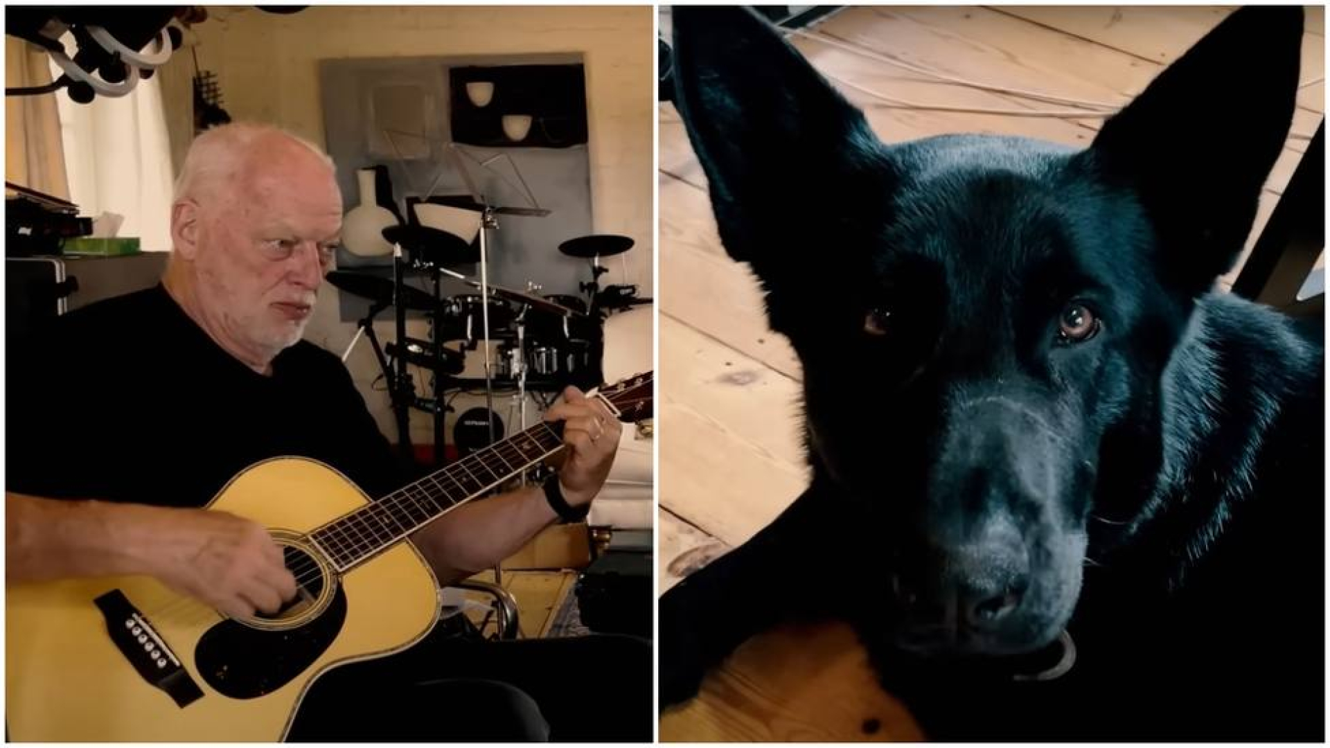 David Gilmour se graba tocando “Wish You Were Here” y su perro acapara ...